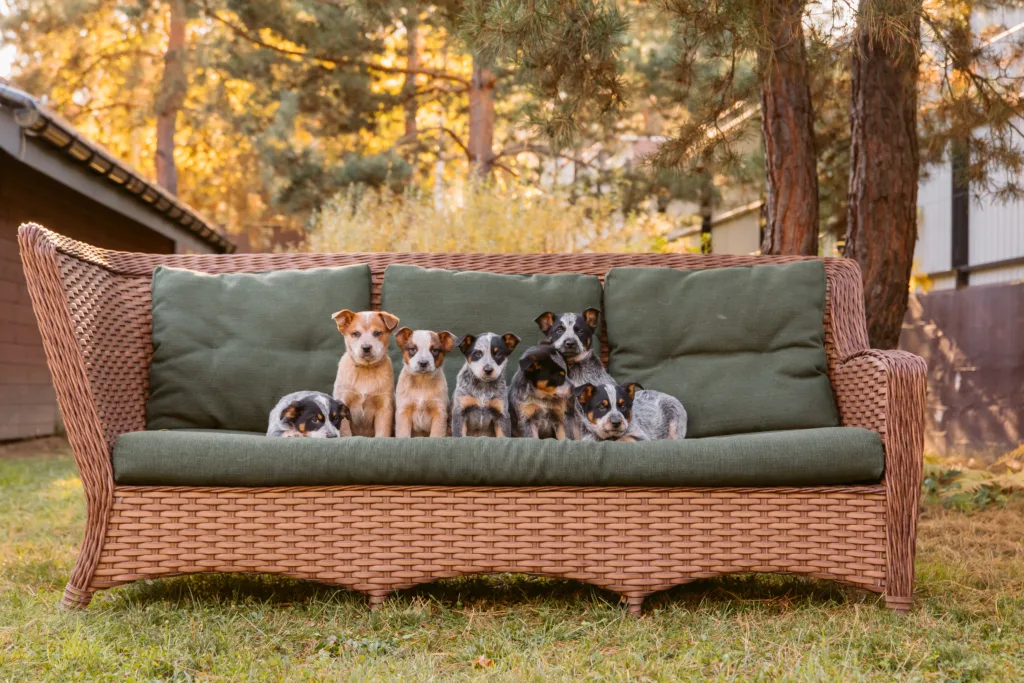 Scoop Guys DFW | Fort Worth Dog Poop Pickup Service - Premiere Fort ...